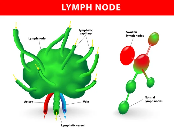 Lymph nodes Vector Art Stock Images | Depositphotos