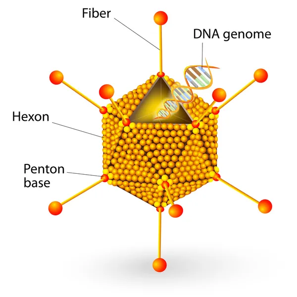 403 illustrations de Structure virale | Depositphotos