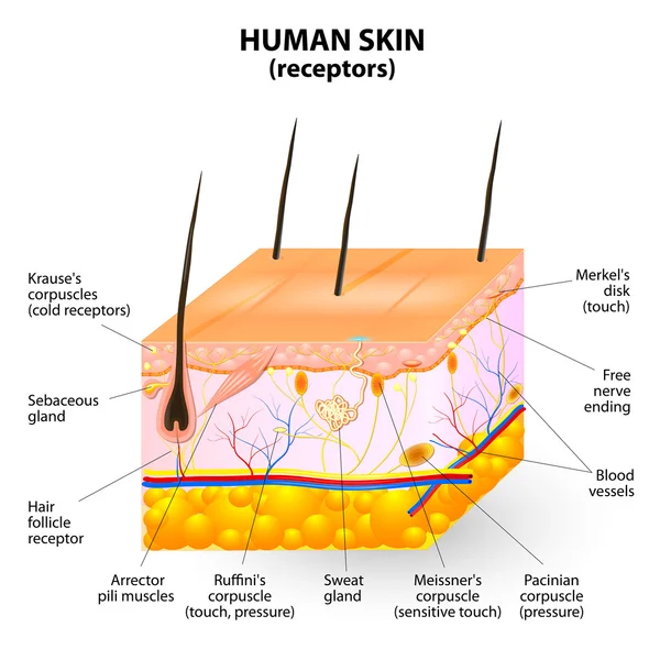 Human skin layer vector cross section — Stock Vector #34469829 - Stock ...