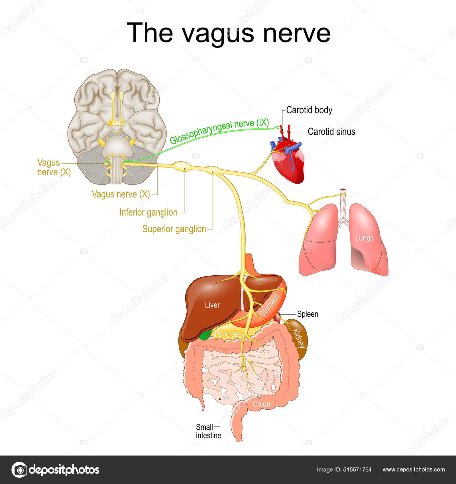 Vagus Nerve Parasympathetic Nervous System Medical Diagram Vector ...