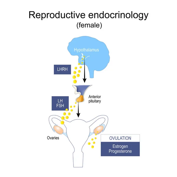 Reproductive endocrinology Vector Art Stock Images | Depositphotos