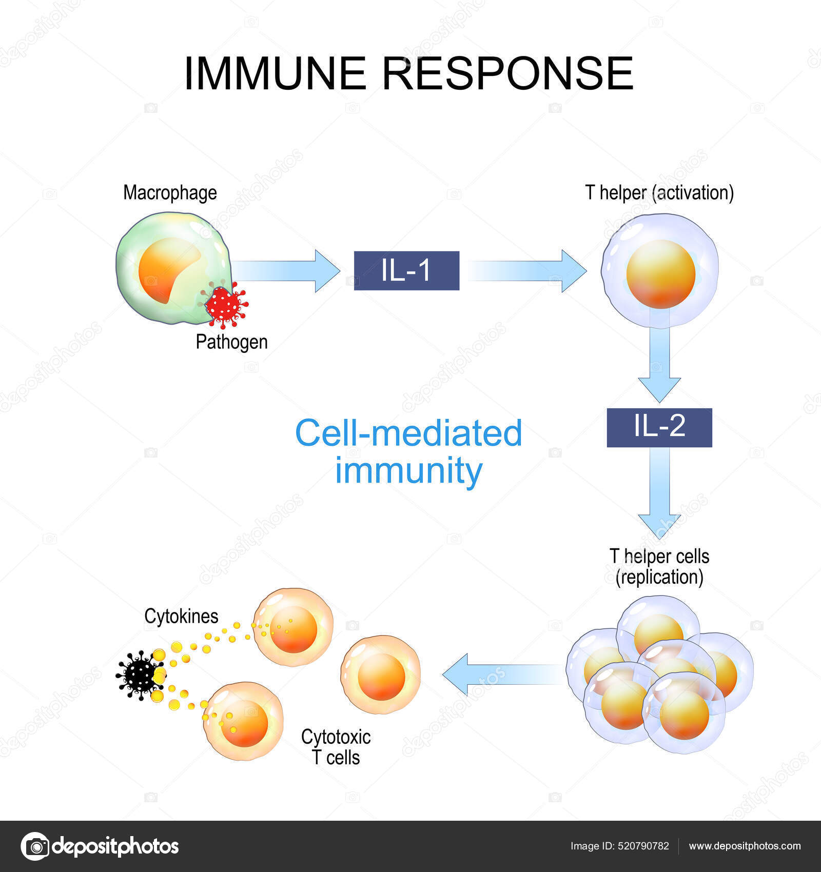 Immune Response Antigen Presentation Cell Mediated Immunity Immune Response Does Stock Vector By