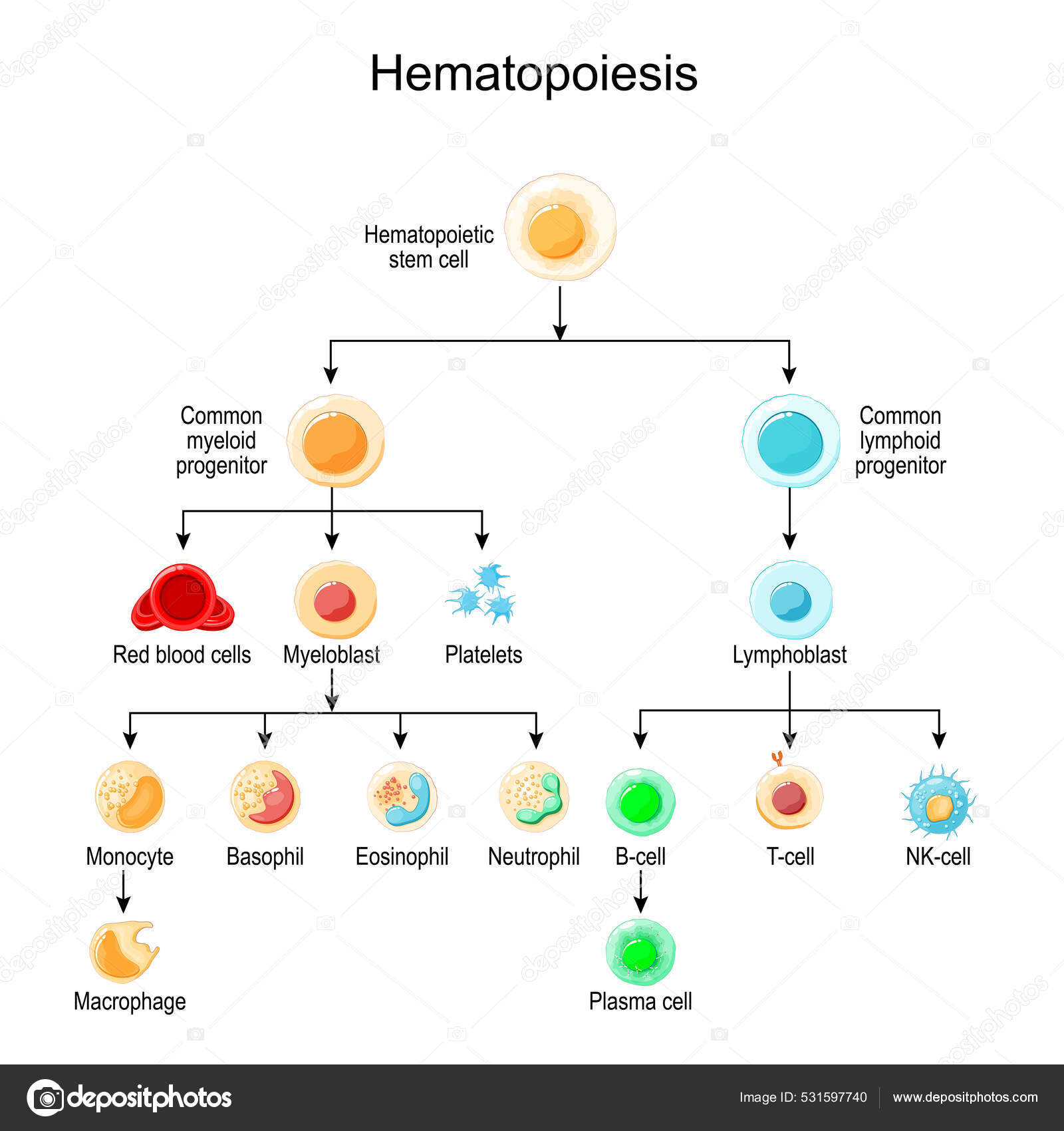 Hematopoiesis Diagram