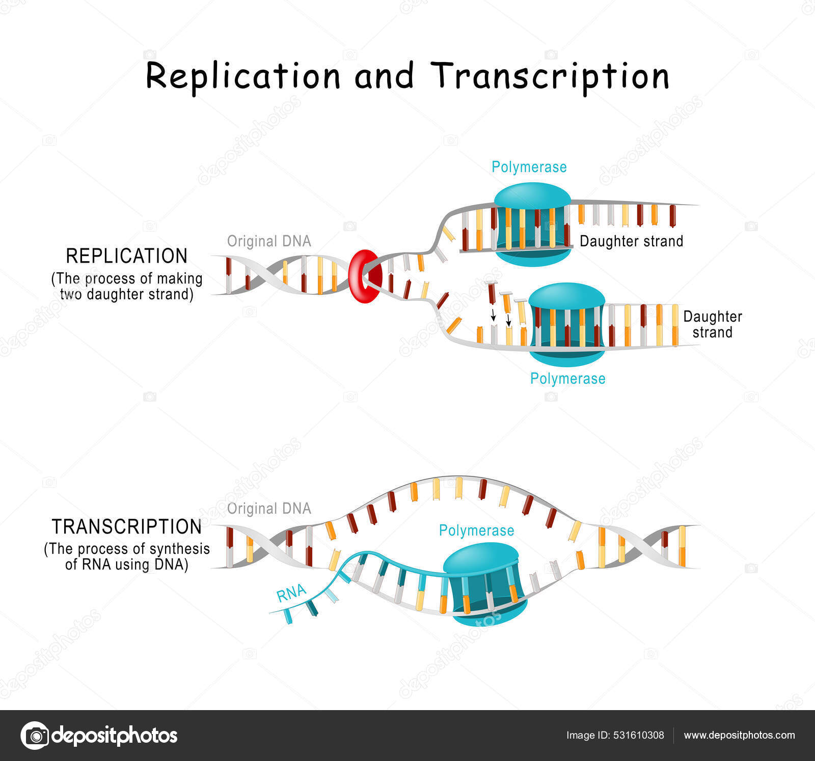 Dna Replication Transcription Steps Double Helix Unwound Each Separated ... Dna Replication Transcription Steps Double Helix Unwound Each Separated ...