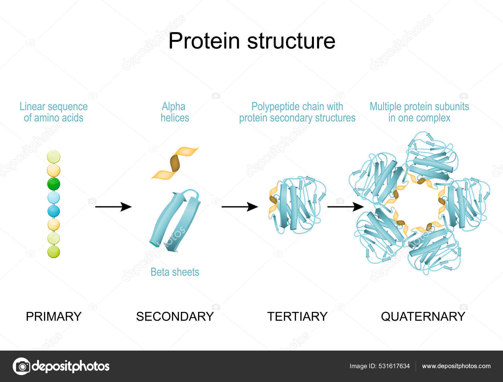 Struktur Protein Dari Urutan Linear Asam Amino Heliks Alfa Dan Vektor ...