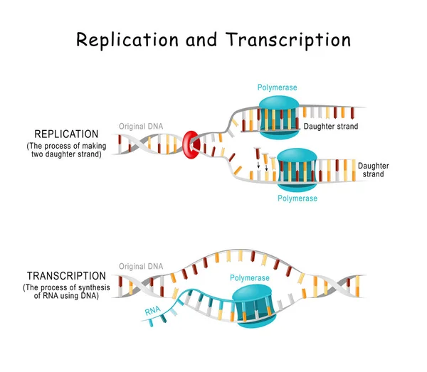Dna Transcription Diagram