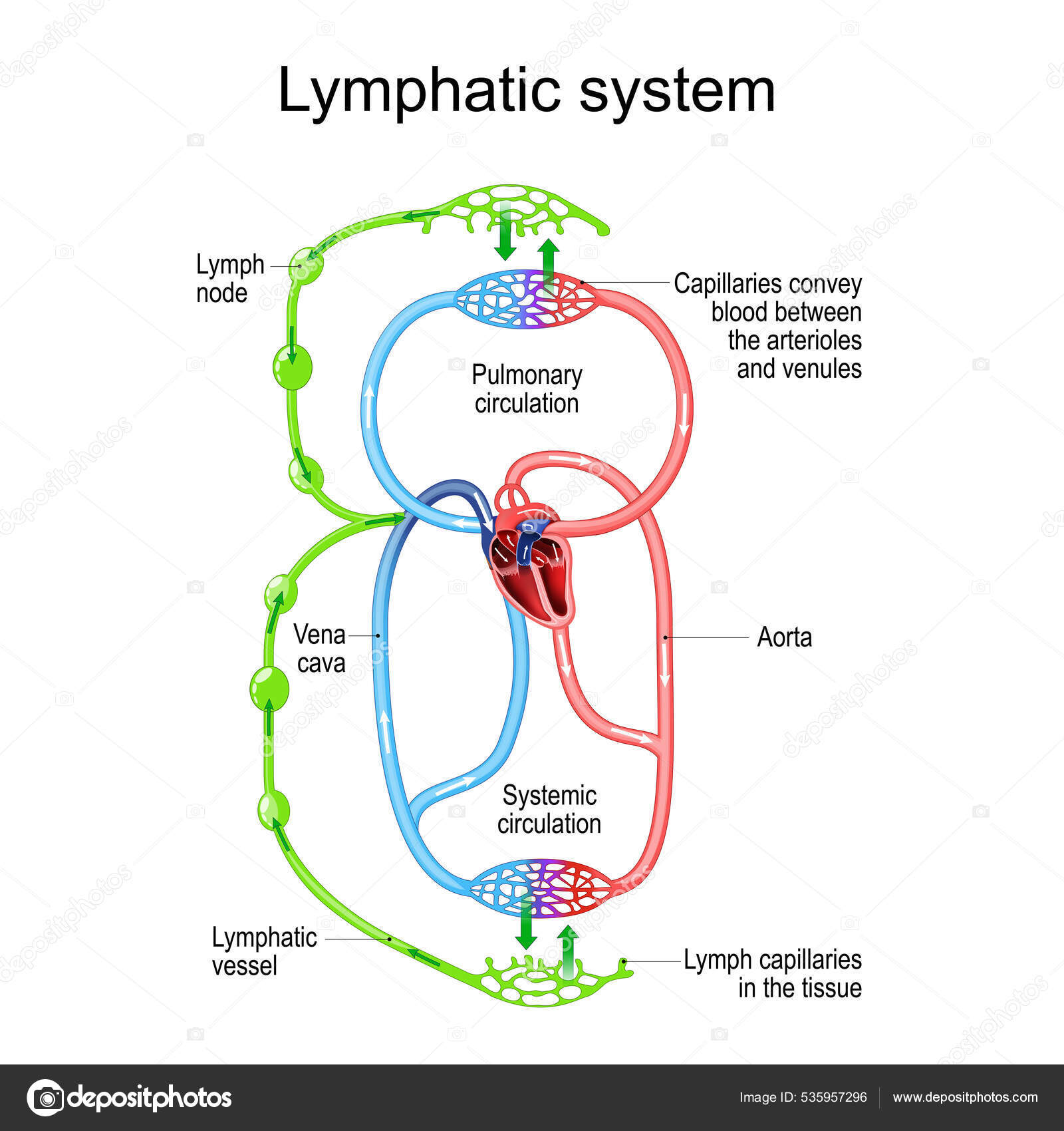 Lymphatic Circulation System Parts Immune Circulatory System Lymph Node ...