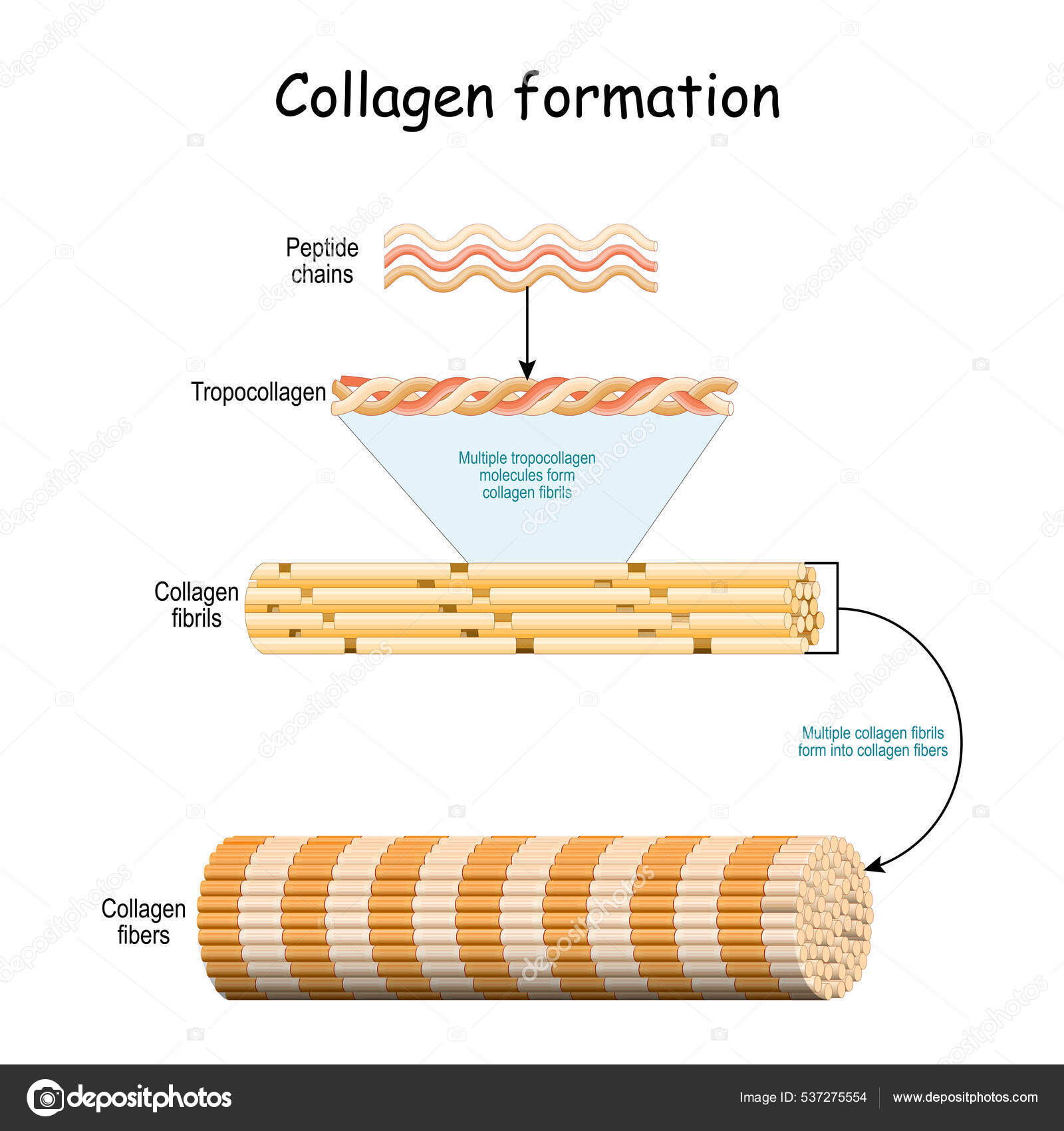 Formação Colagénio Cadeias Peptídicas Múltiplas Moléculas Tropocolágeno ...