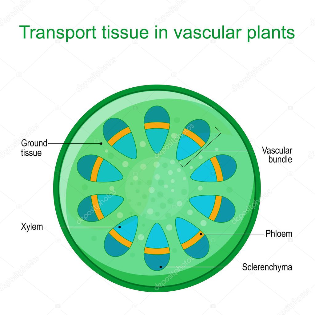 Sección transversal del sistema de tejido vascular de una planta. Los ...