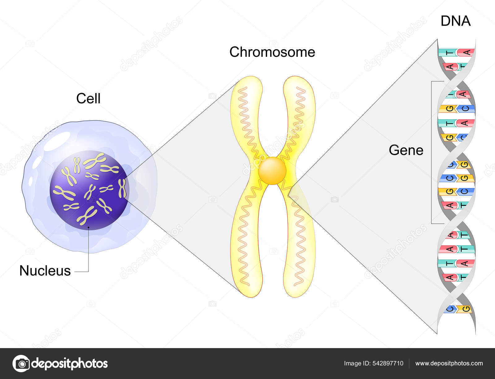 Structure Cell Gene Dna Chromosome Genome Sequence Molecular Biology ...