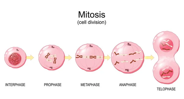 Mitosis. process cell division Stock Vector by ©edesignua 34337987