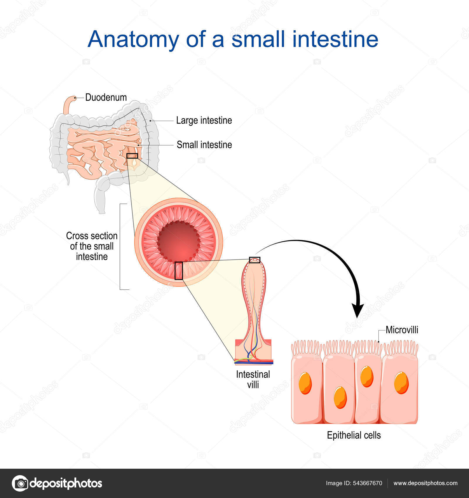 Illustration de Anatomie L'intestin Grêle Coupe Transversale D'un Iléon ...