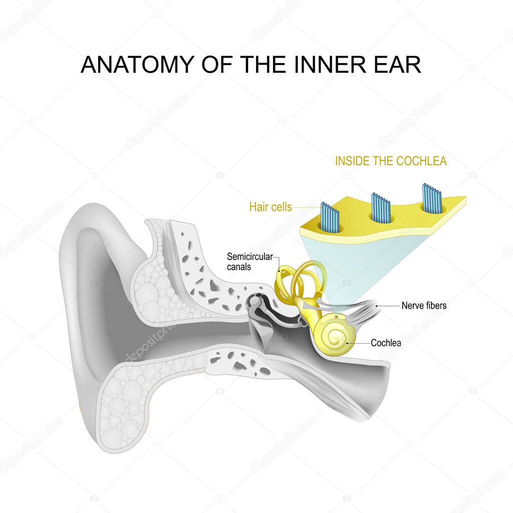 Anatomía del oído interno. Primer plano de las células pilosas dentro ...