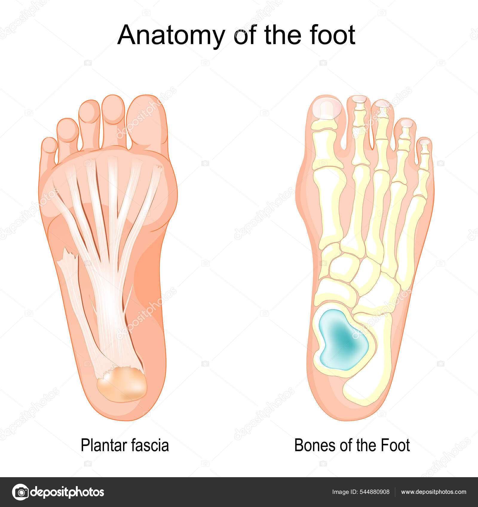 Anatomía De La Planta Del Pie Qué Es La Capsulitis En El Pie?
