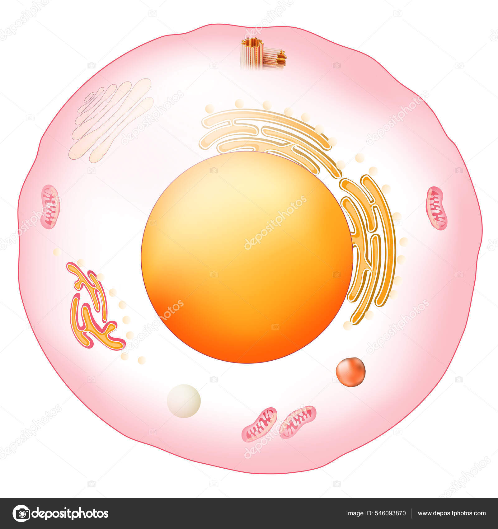 Cell Anatomy Vector Illustration Labeled Educational Stock Vector