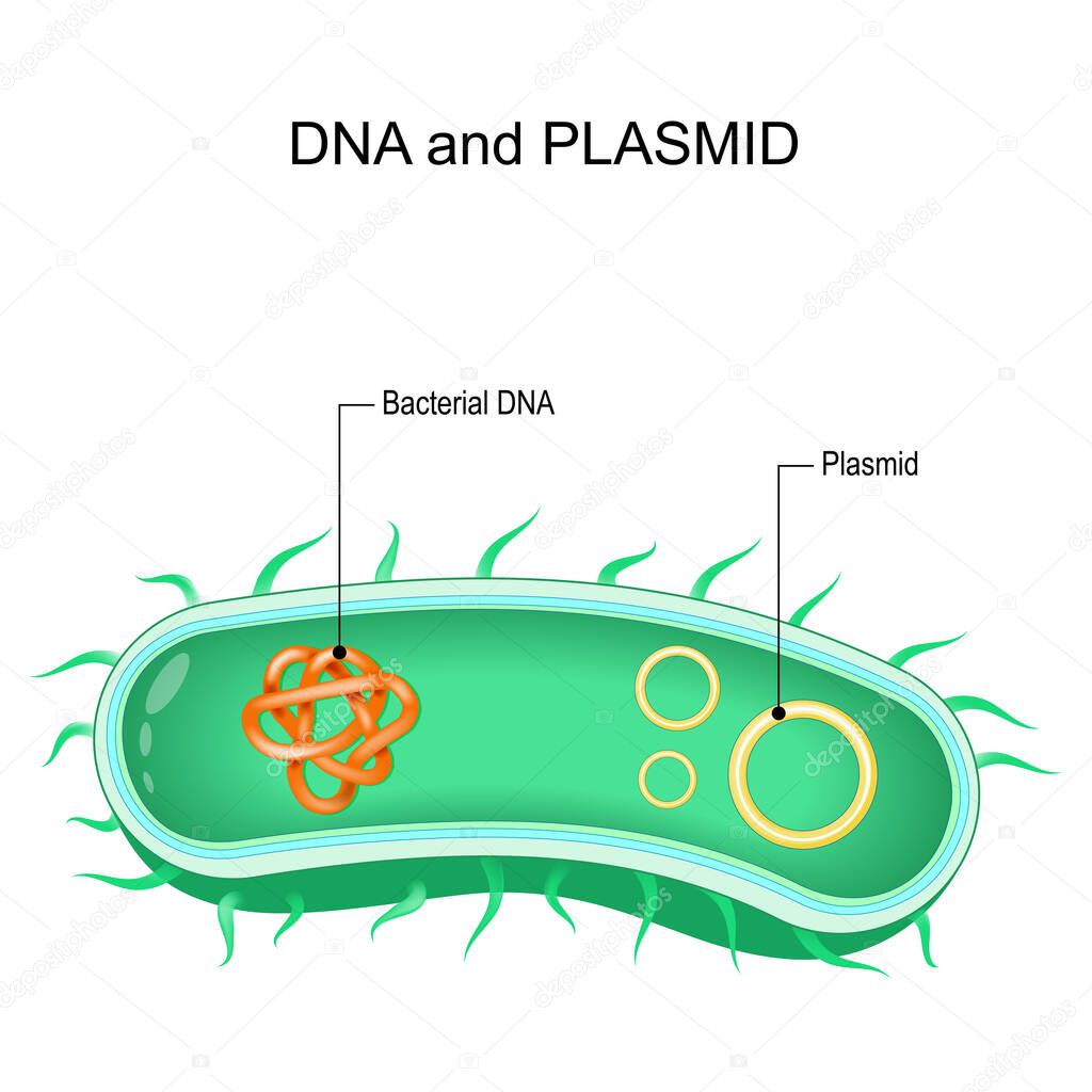 Adn Bacteriano Plásmido Sección Transversal Bacterias Con Una Pequeña