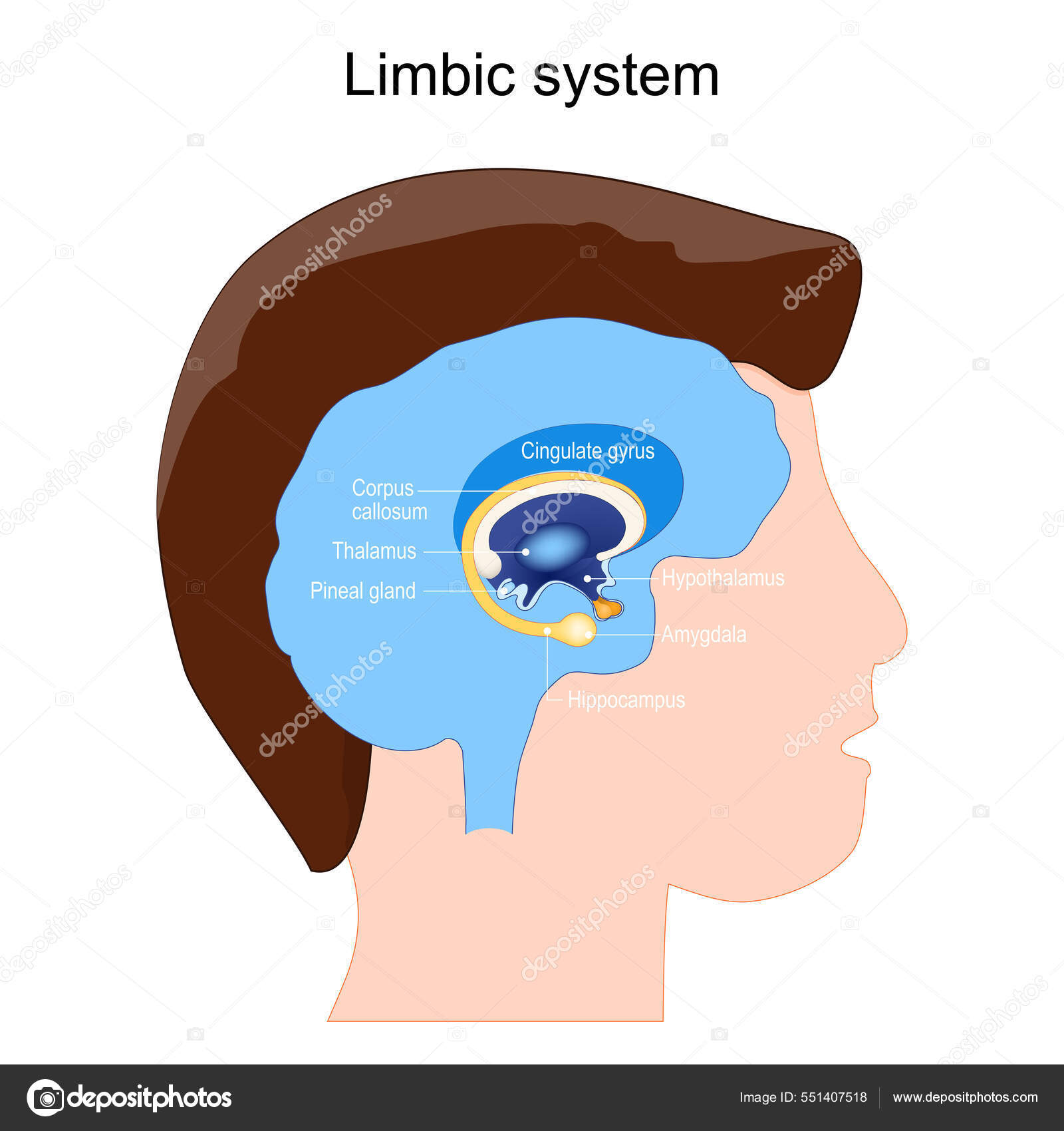 Diagrama Del Cerebro Hipocampo