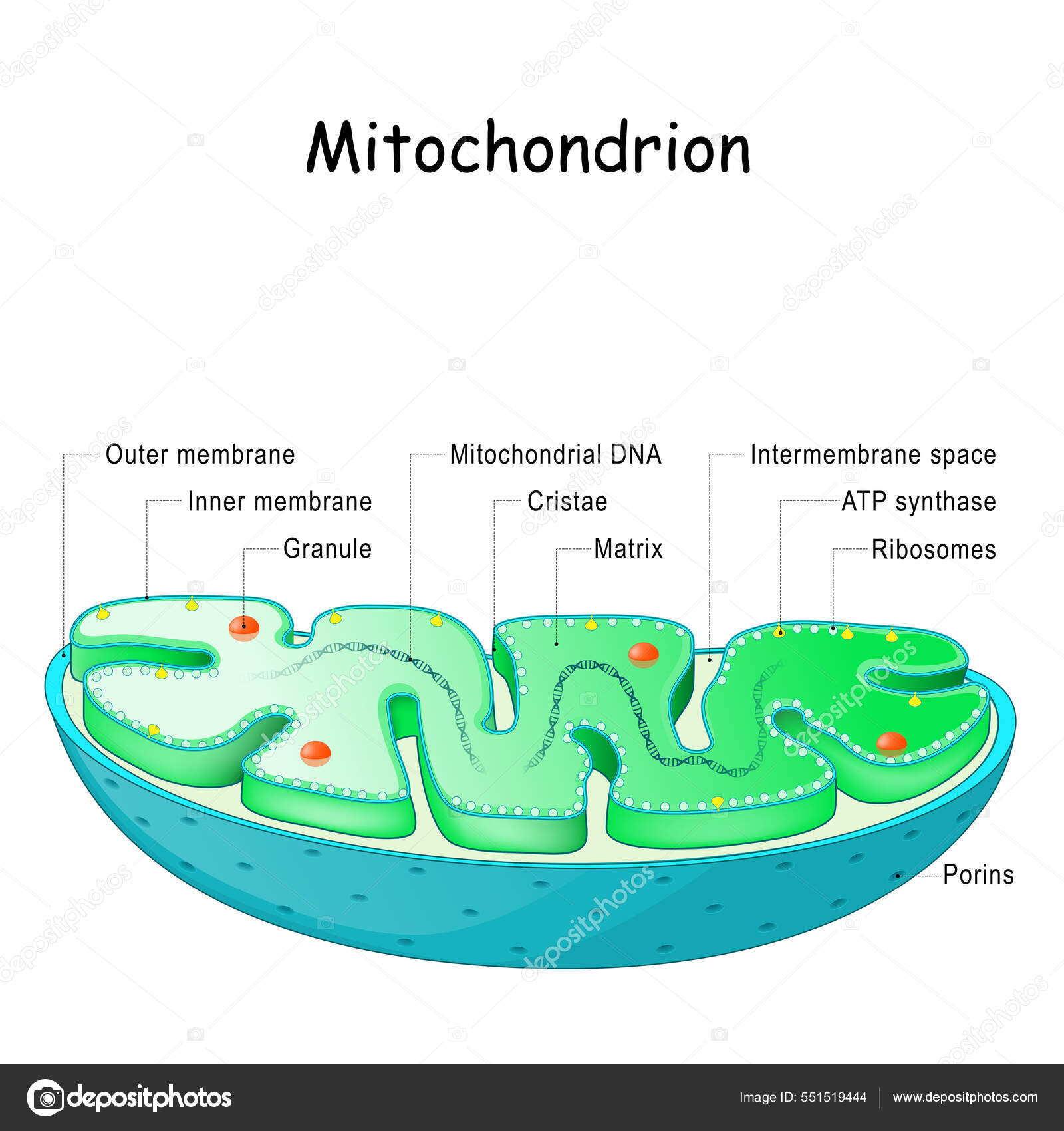 Image vectorielle Anatomie Des Mitochondries Structure Composants ...