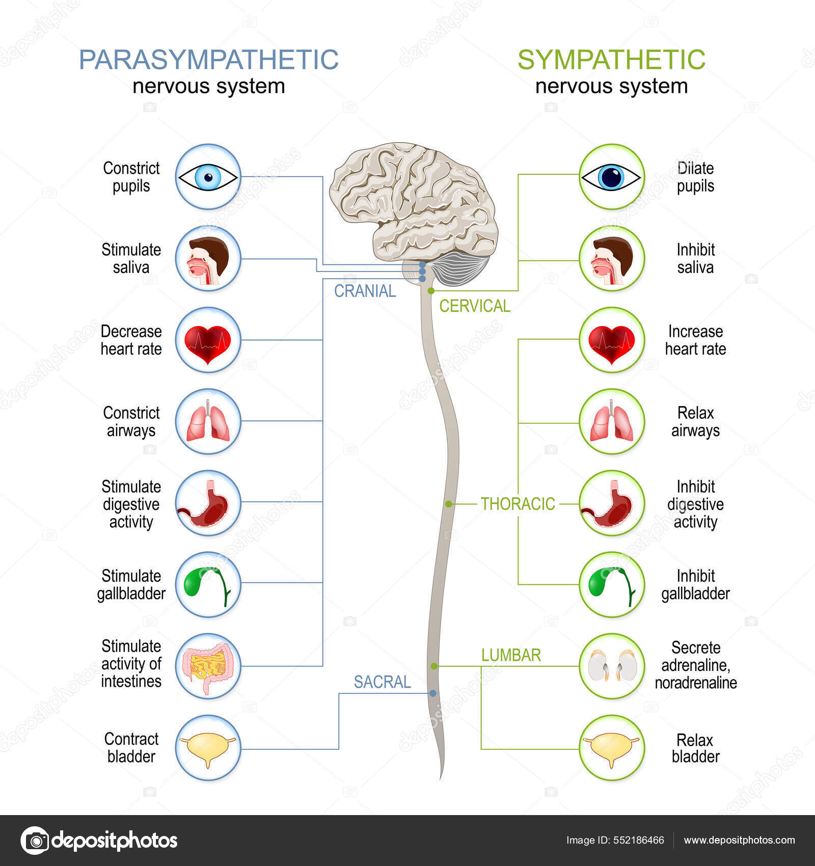 Sistema Nervioso Simpático Parasimpático Diferencia Diagrama Con ...