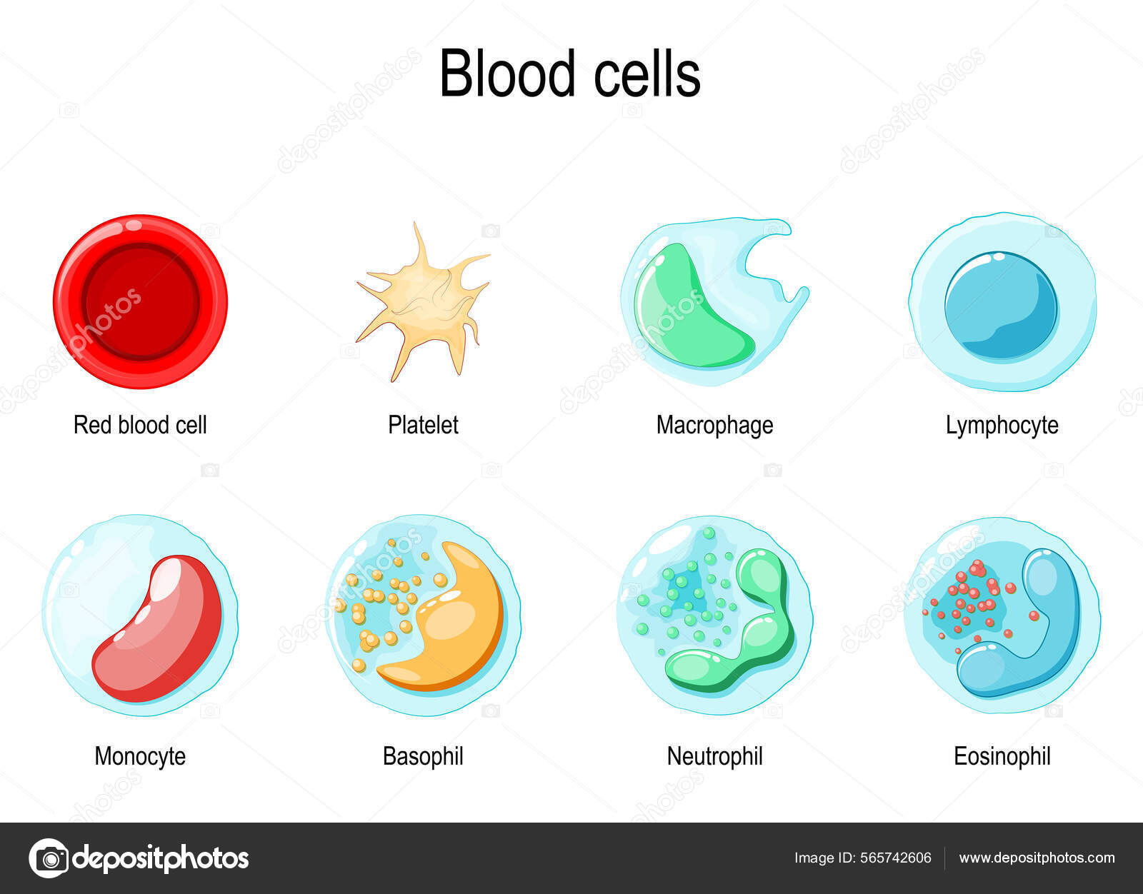 Red Blood Cell Erythrocyte Platelet White Blood Cells Eosinophil ...