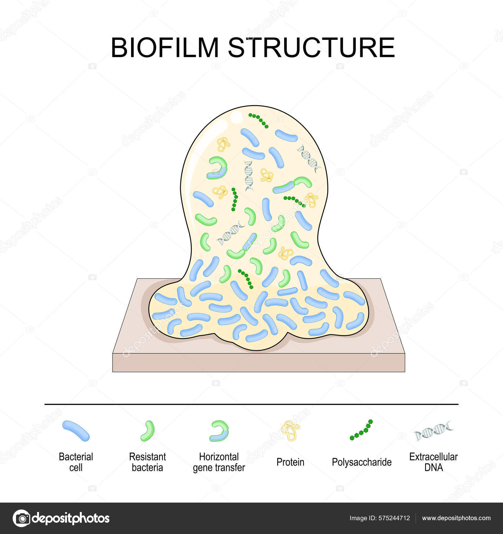 Biofilm Structure Bacterial Cell Colony Protein Polysaccharide ...