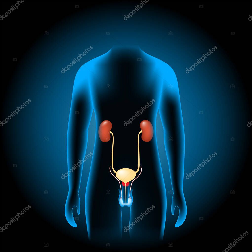 El sistema genitourinario masculino consiste en los riñones, los ...