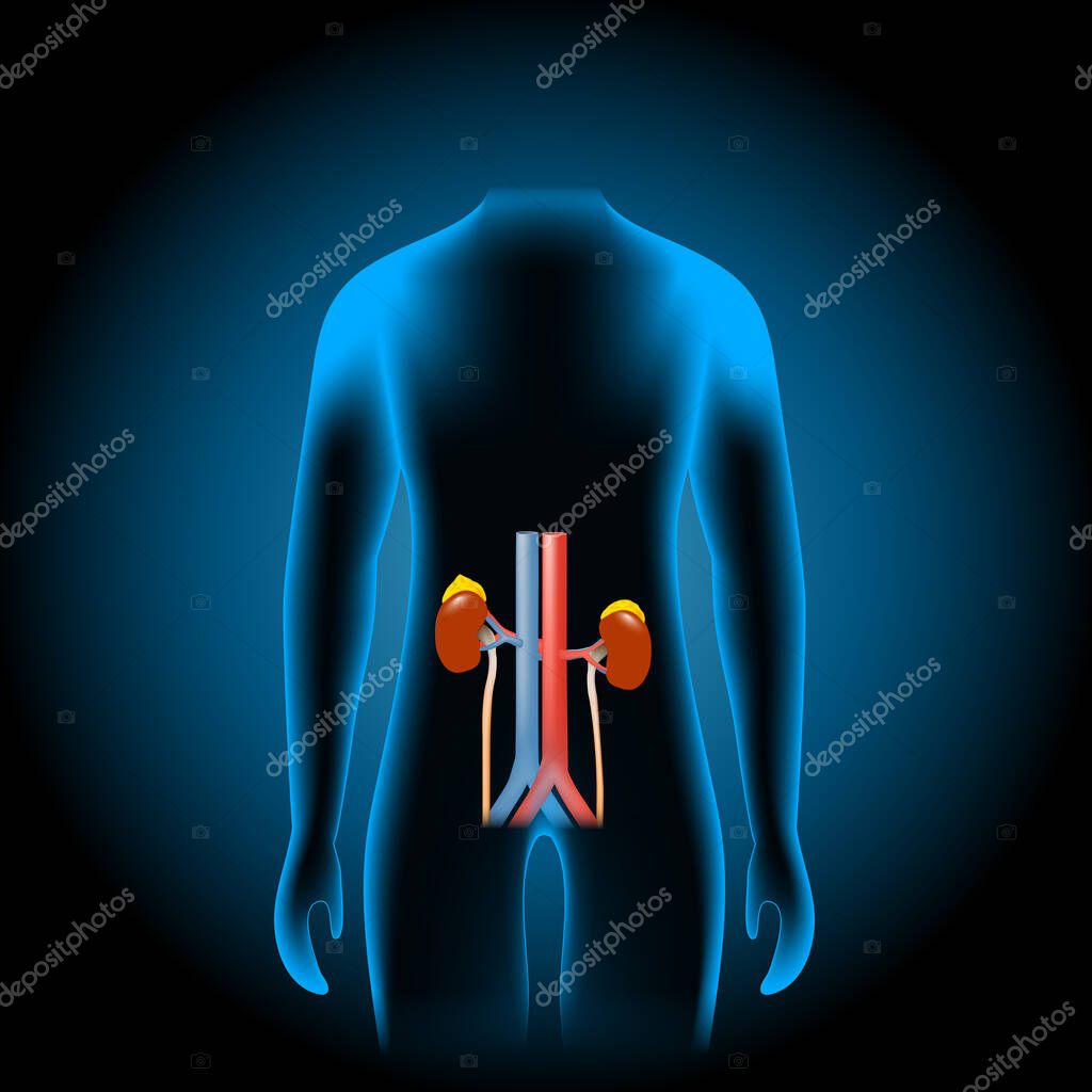 El sistema urinario humano consiste en los riñones, la pelvis renal, el ...