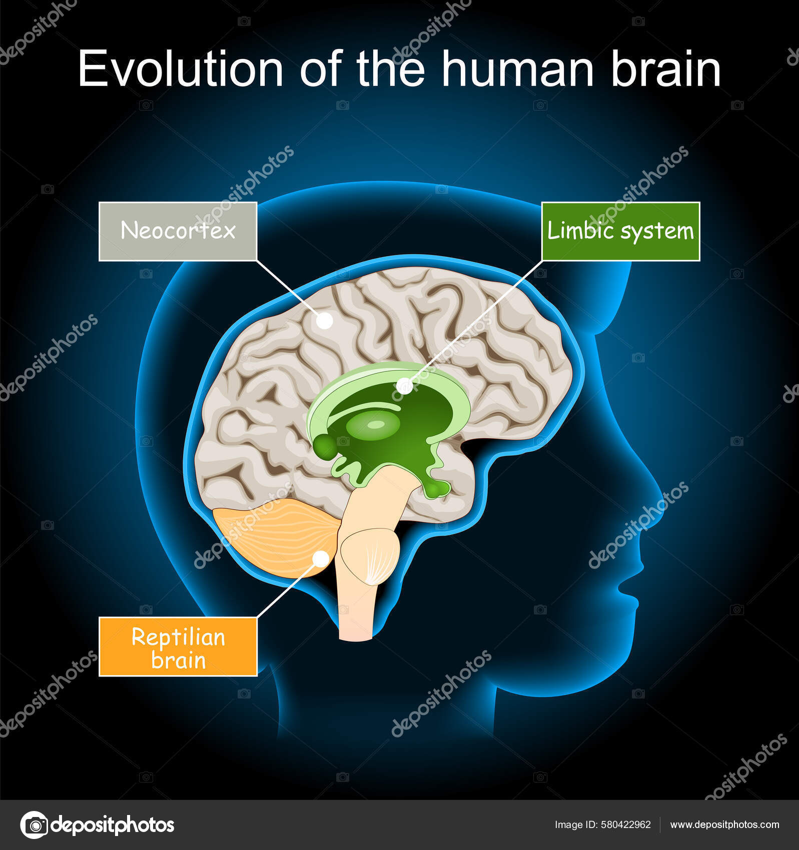 Brain Limbic System Diagram Boost Your Brain Power With These