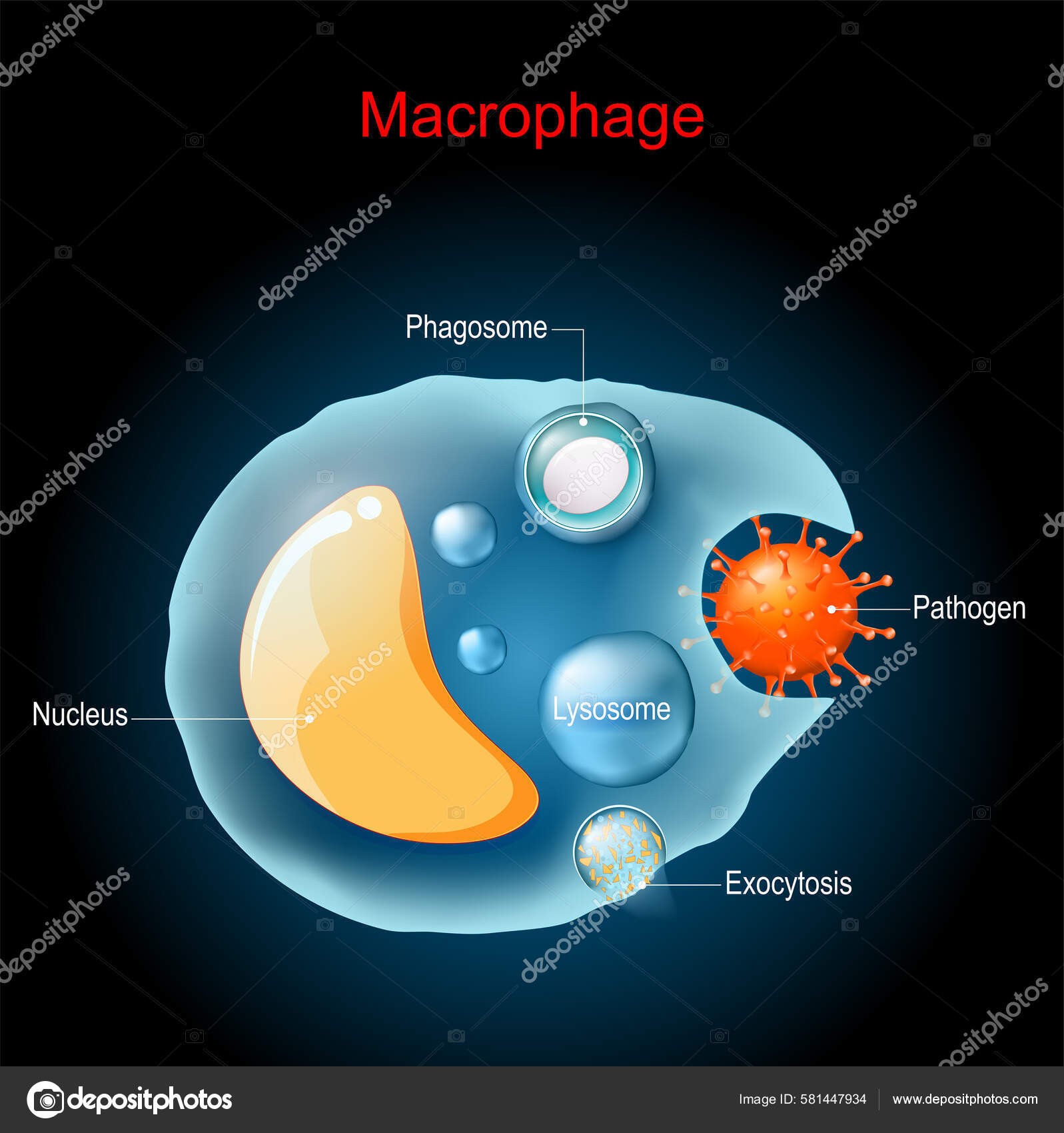Histologia De Macrofagos Alveolares