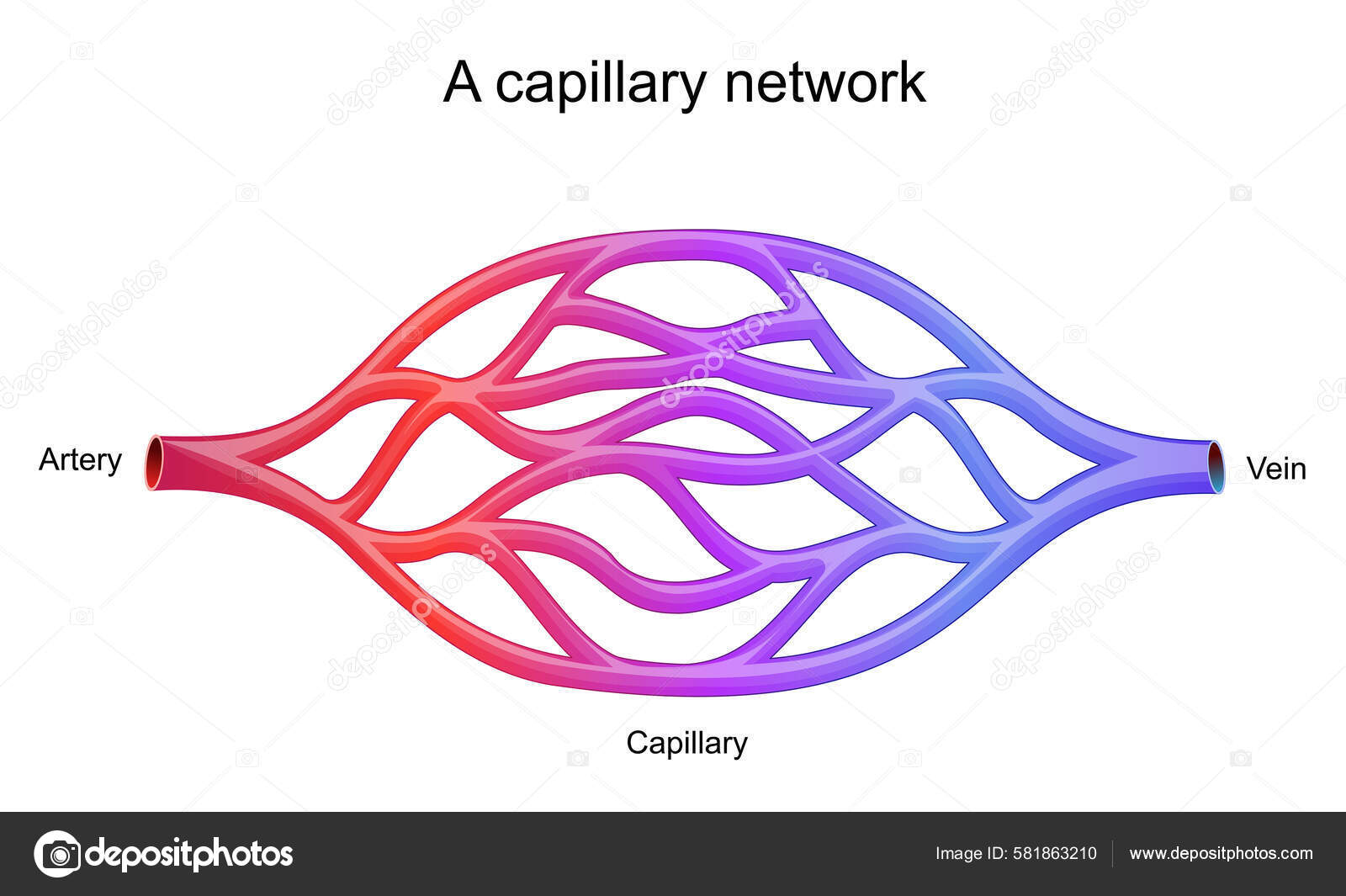 Rede Capilar Menores Vasos Sanguíneos Eles Transmitem Sangue Entre ...