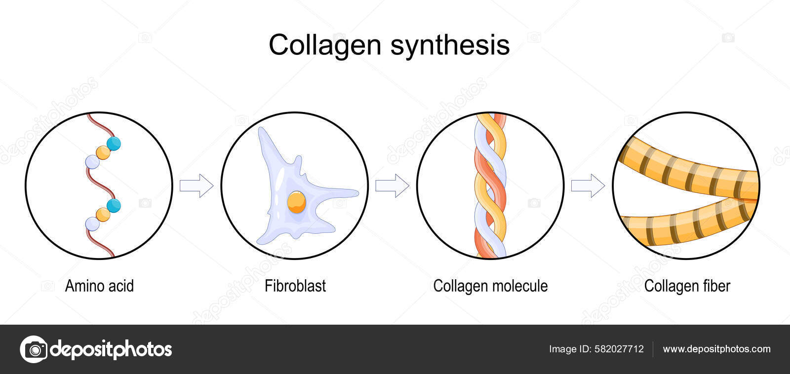 Proceso Síntesis Colágeno Aminoácido Fibra Colágeno Molécula Papel Del ...