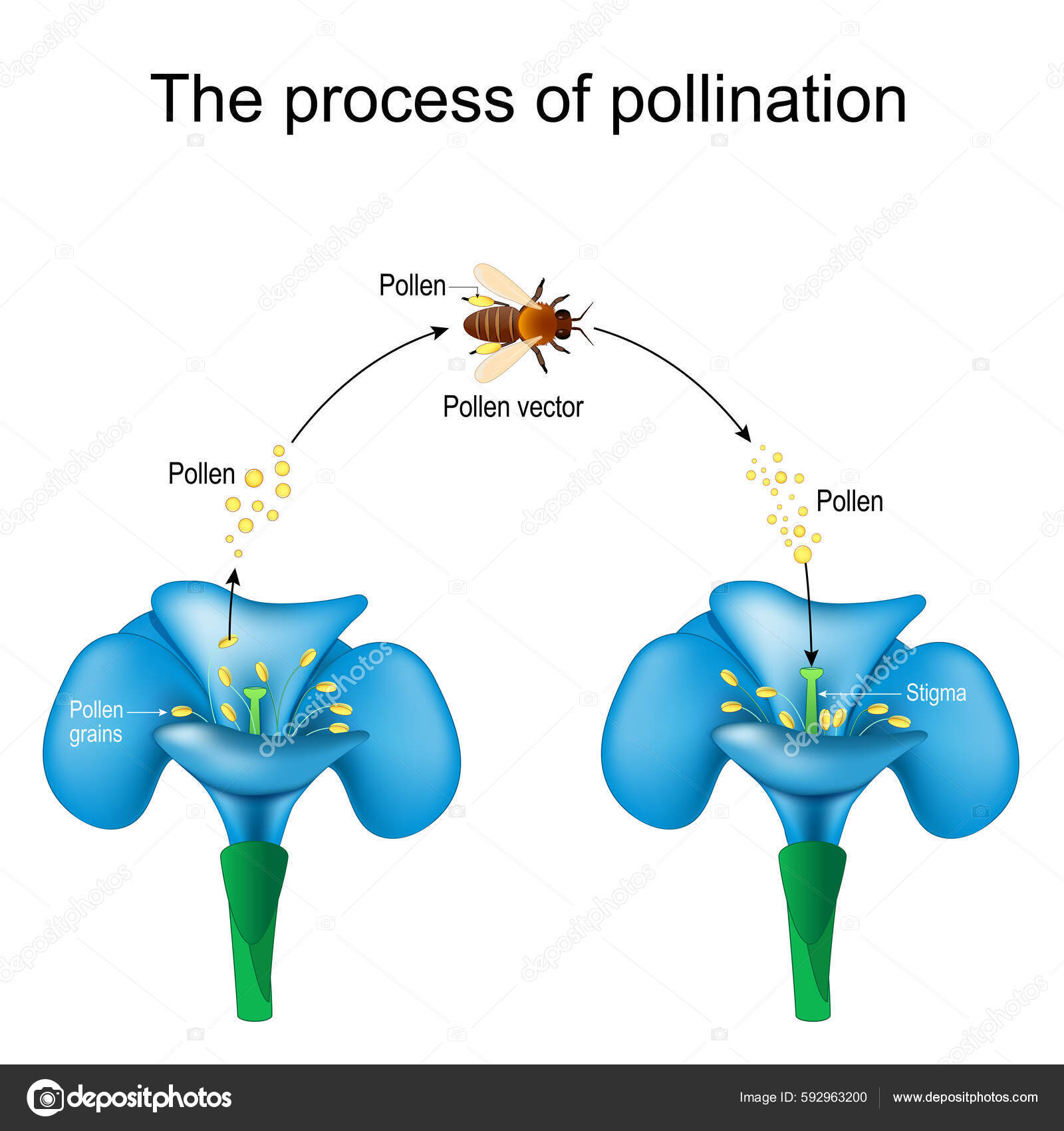 Pollination Diagram