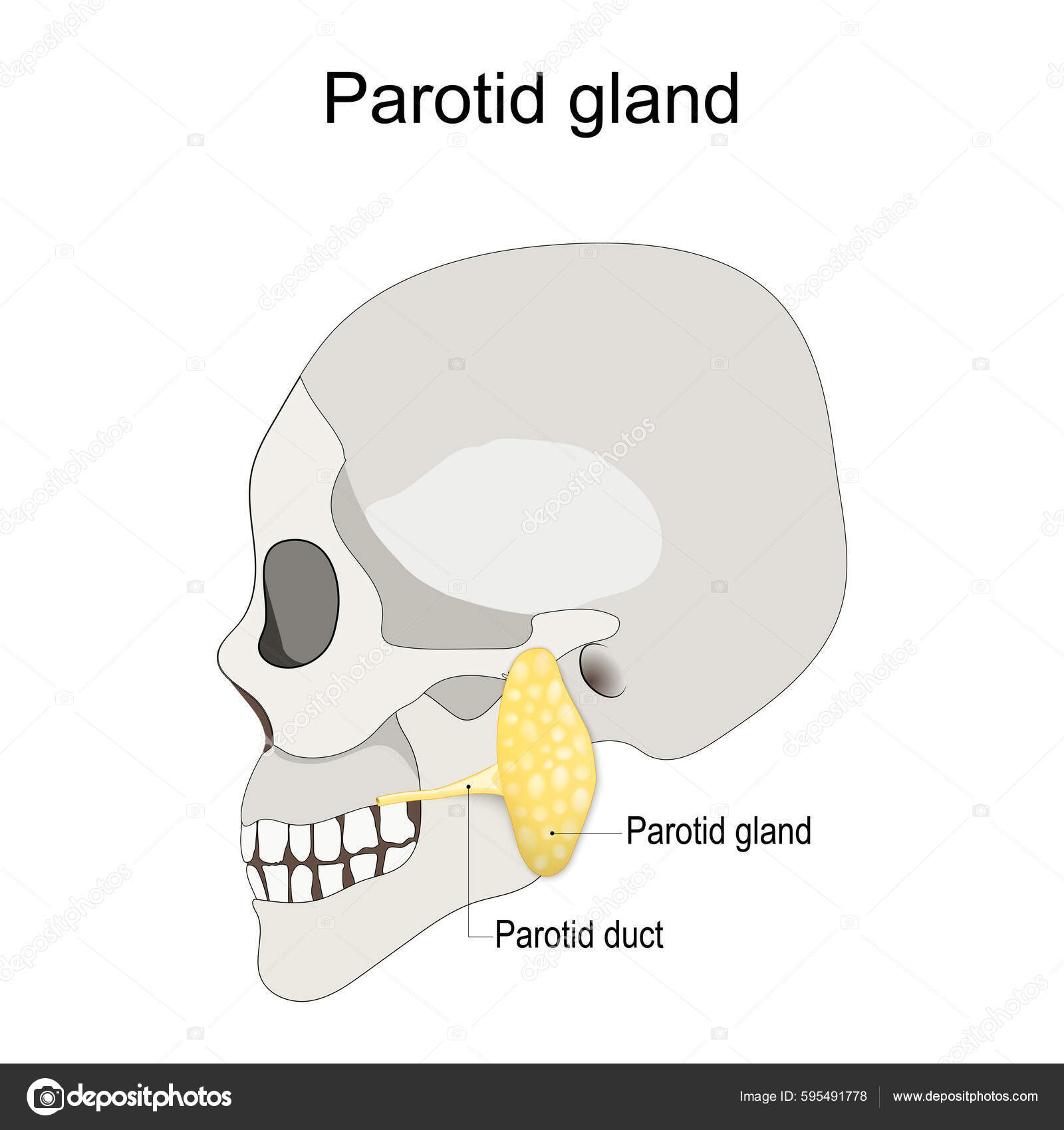 Location Left Parotid Gland Humans Humans Skull Salivary Gland Parotid ...
