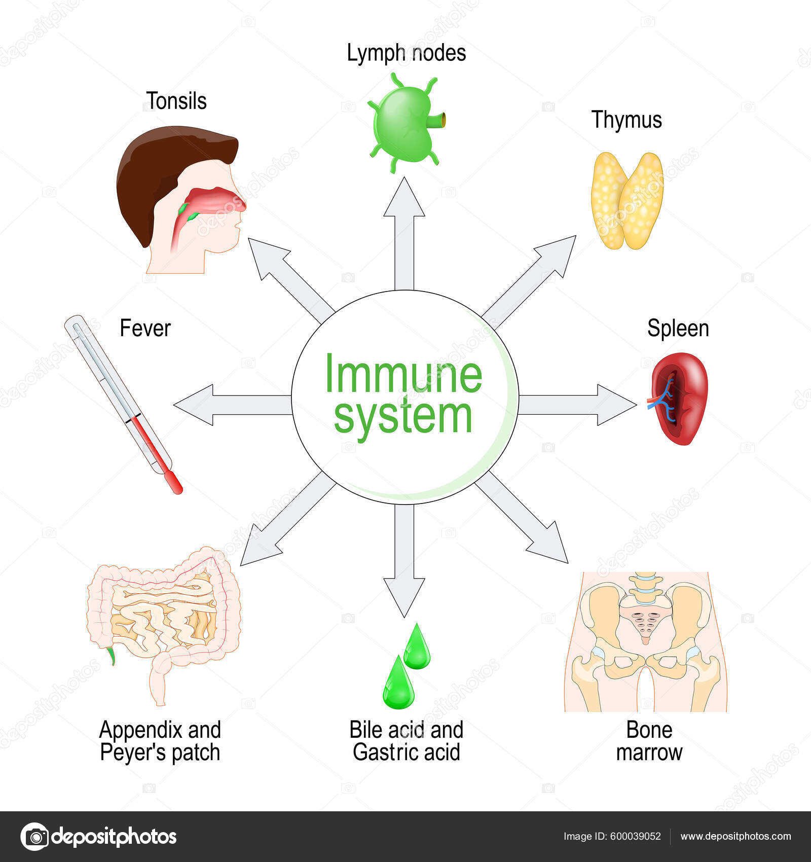 Immune System Organs Function Vector Diagram Stock Vector by ©edesignua ...