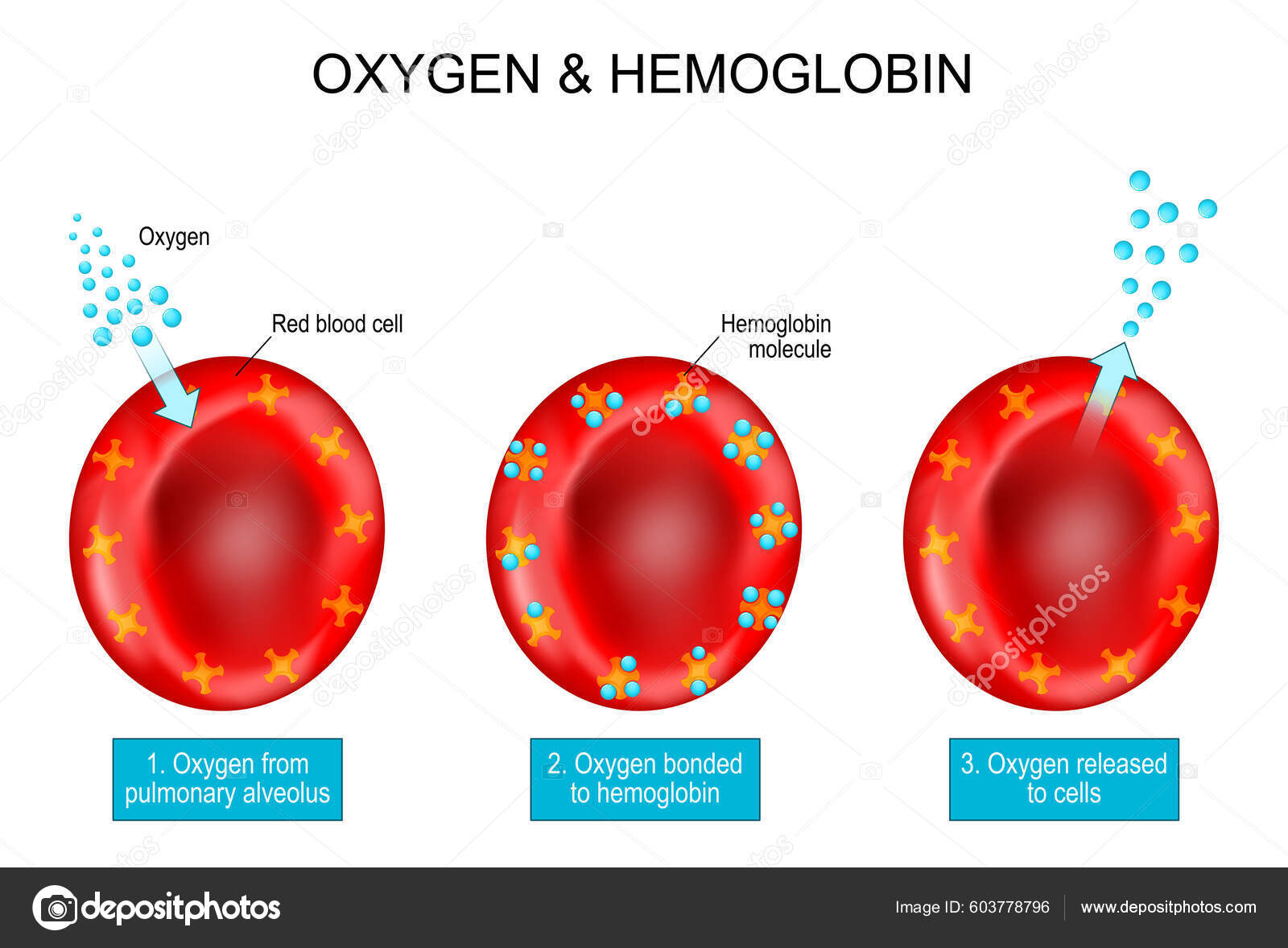 Oxygen Hemoglobin Red Blood Cells Hemoglobin Molecule Vector Poster ...