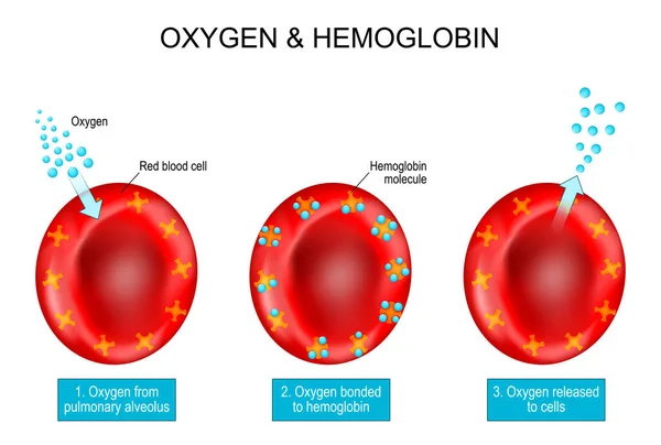 Oxygen and Hemoglobin. Red blood cells with hemoglobin molecule. vector ...