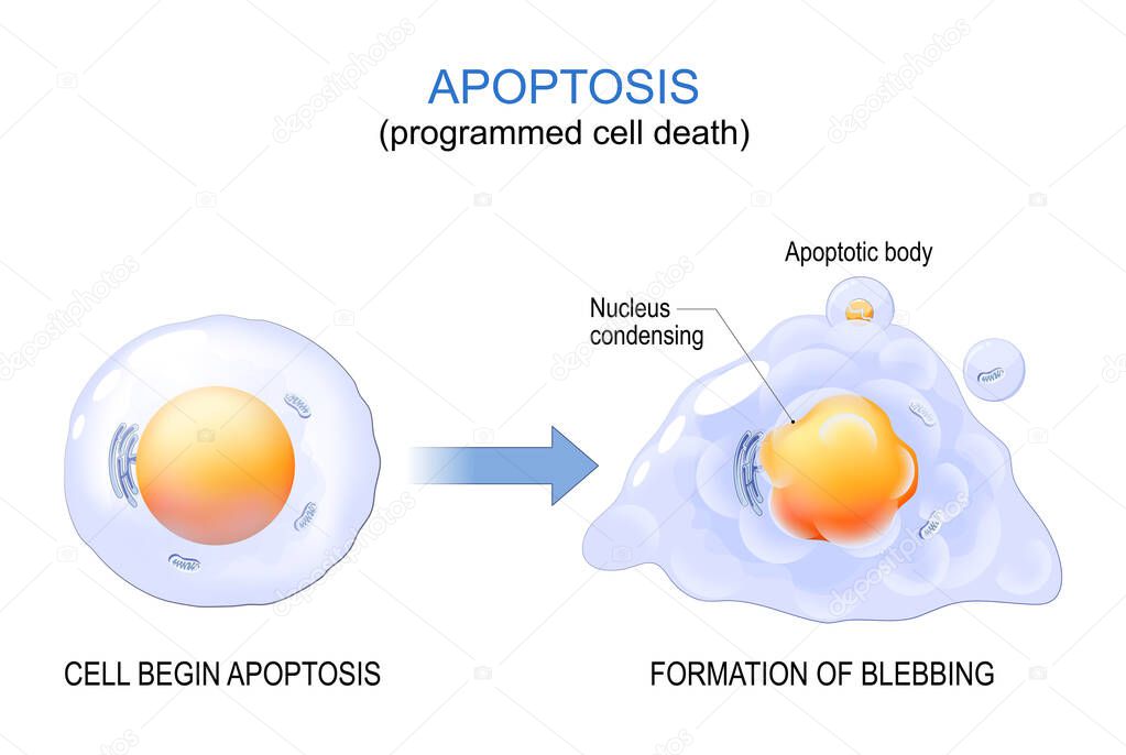 Apoptosis. programmed cell death. aging process in cells. Structural ...