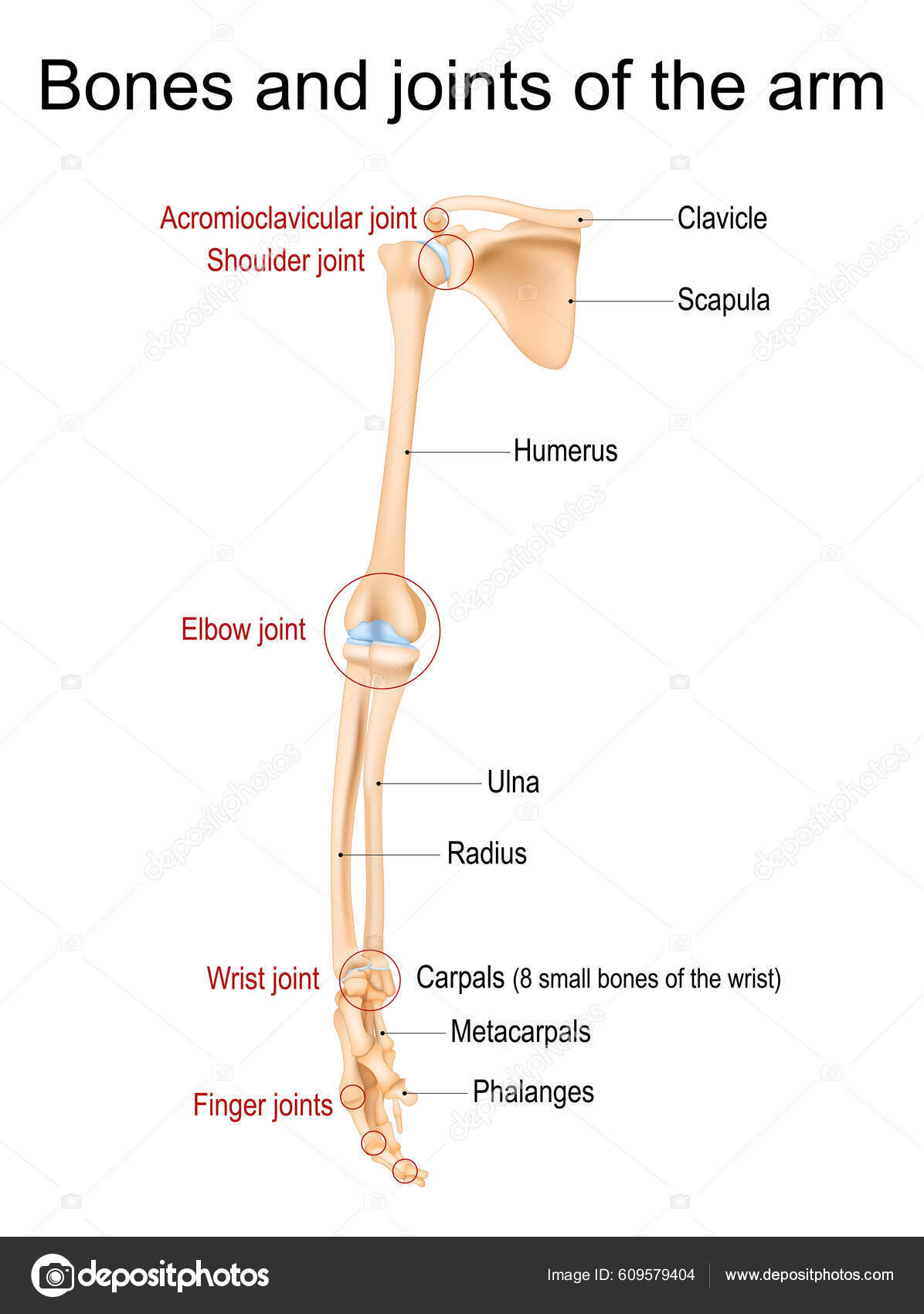 Anatomía De Los Huesos Del Brazo Superior