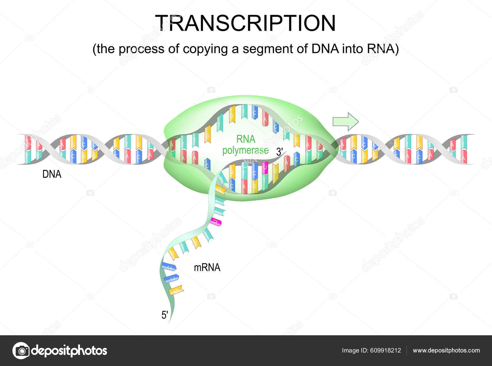 Rna Polymerase Diagram