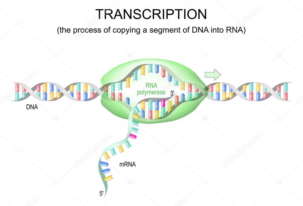 ADN de transcripci n a ARN. ARN polimerasa para replicaci n de ADN. ilustraci n vectorial 2024