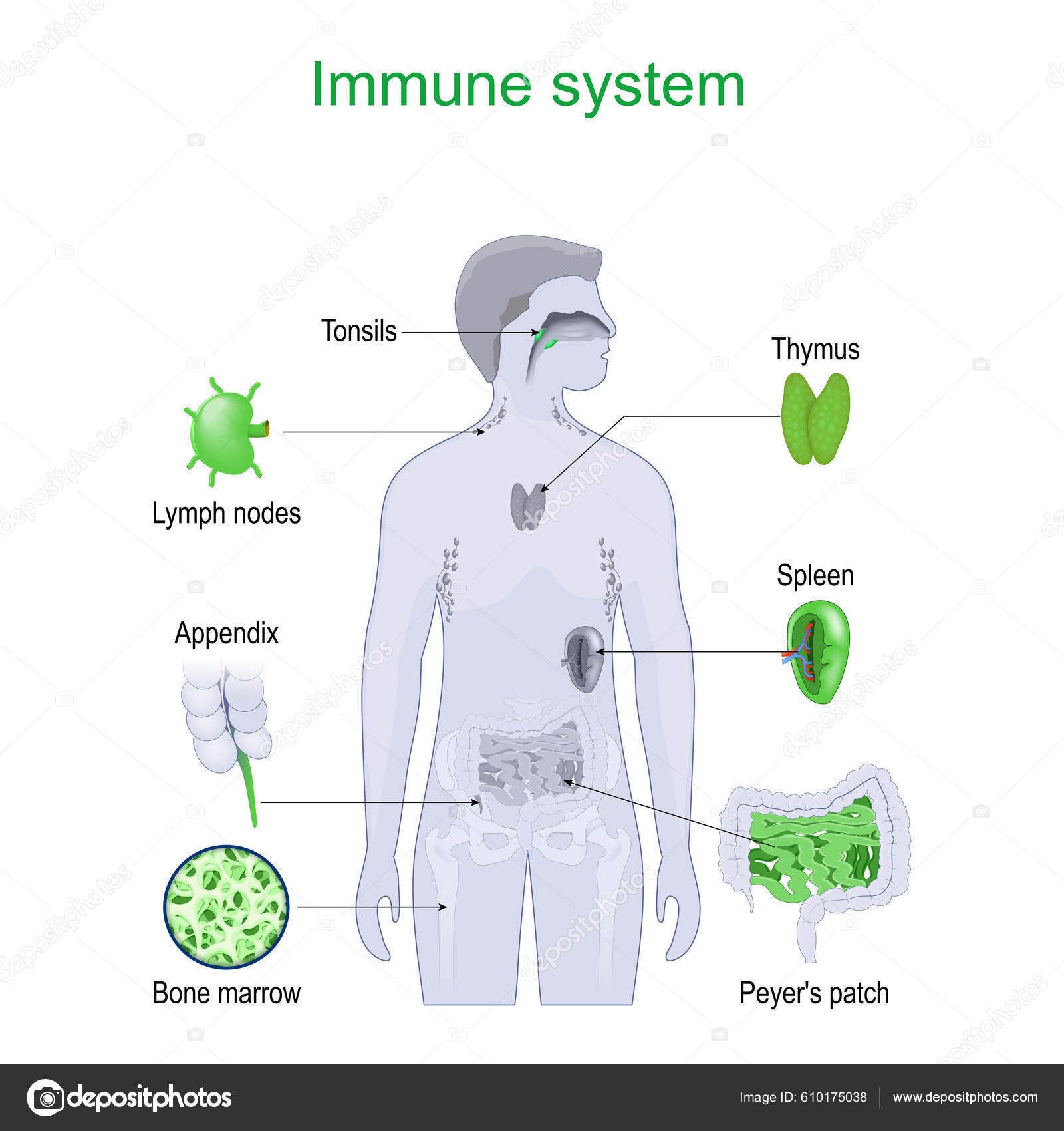 Immunsystemet Struktur Indre Organer Lymfesystemet Vektorillustrasjon ...