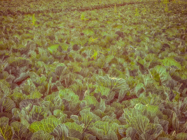 Campos de repollo fotos de stock, imágenes de Campos de repollo sin ...