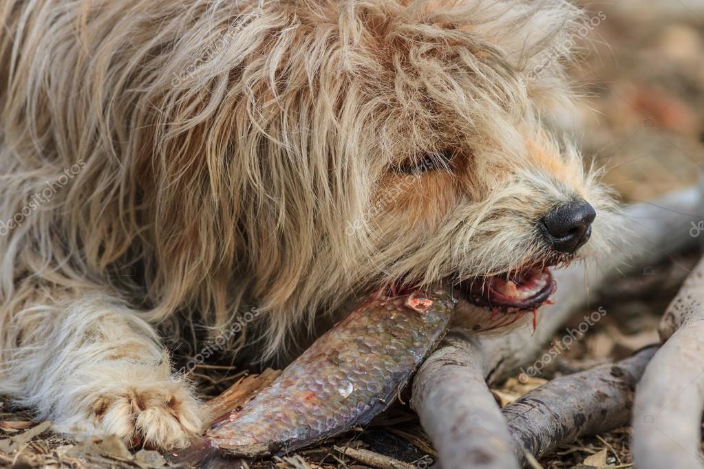 Chien manger un poisson — Photo de stock par ©porojnicu - 51299937