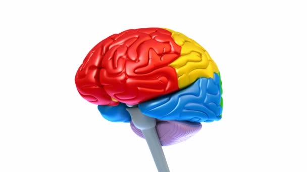 Human brain Stock Photo by ©lightsource 10534578