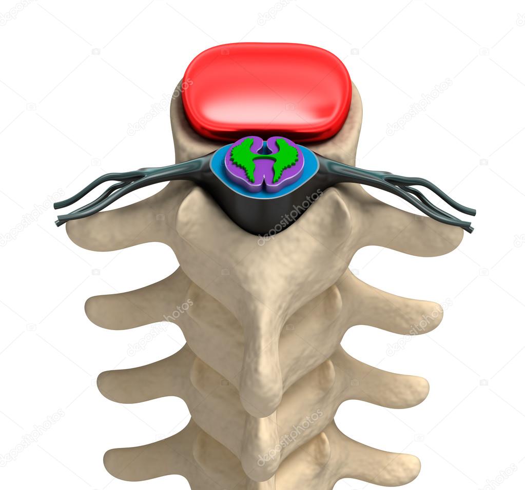 Human spine in details: Vertebra, bone marrow, disc and nerves. — Stock ...
