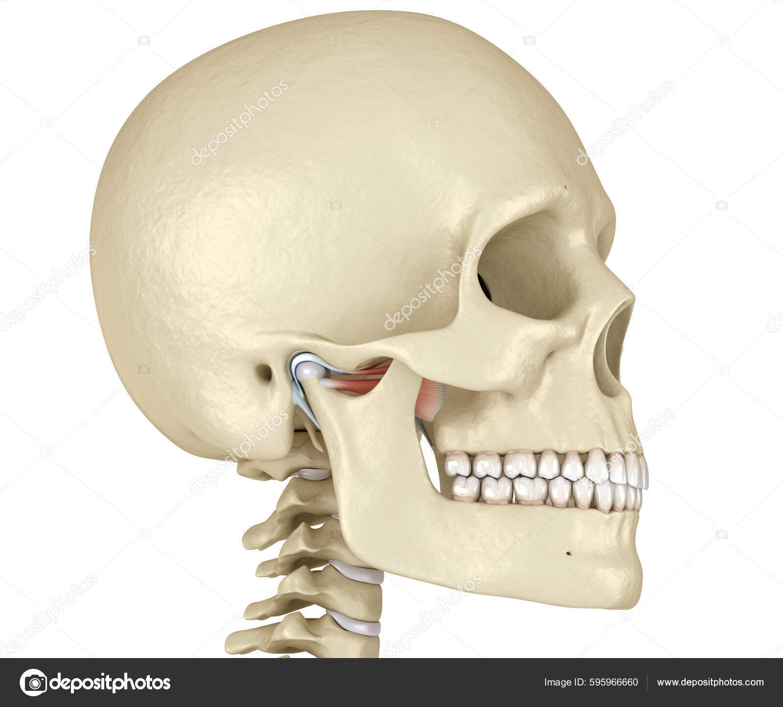 Tmj Temporomandibular Joints Healthy Occlusion Anatomy Medically