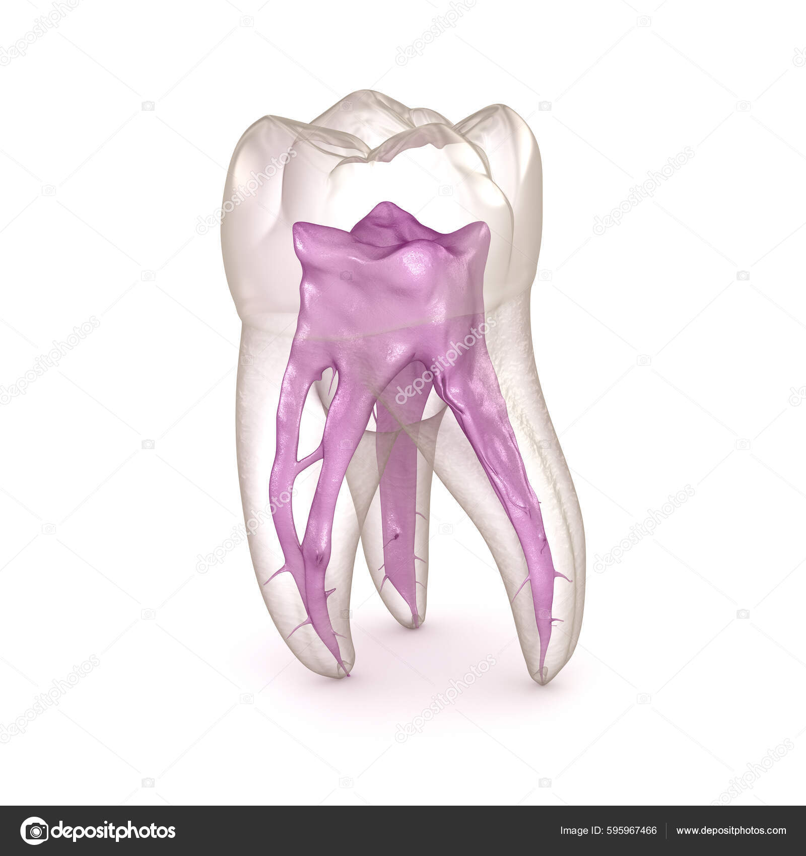 Dental Root Anatomy First Maxillary Molar Tooth Medically Accurate ...