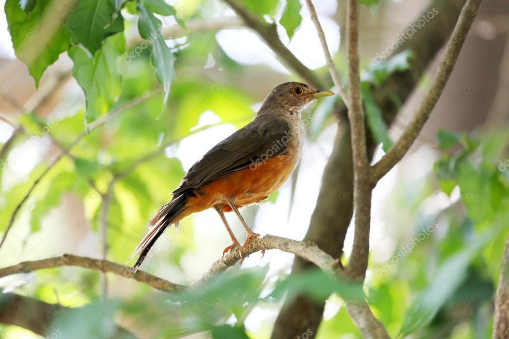 Knew orange profile — Stock Photo © joelfotos #18095375