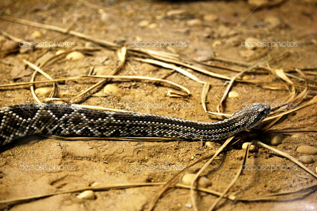 Snake Jararaca — Stock Photo © joelfotos #30890215