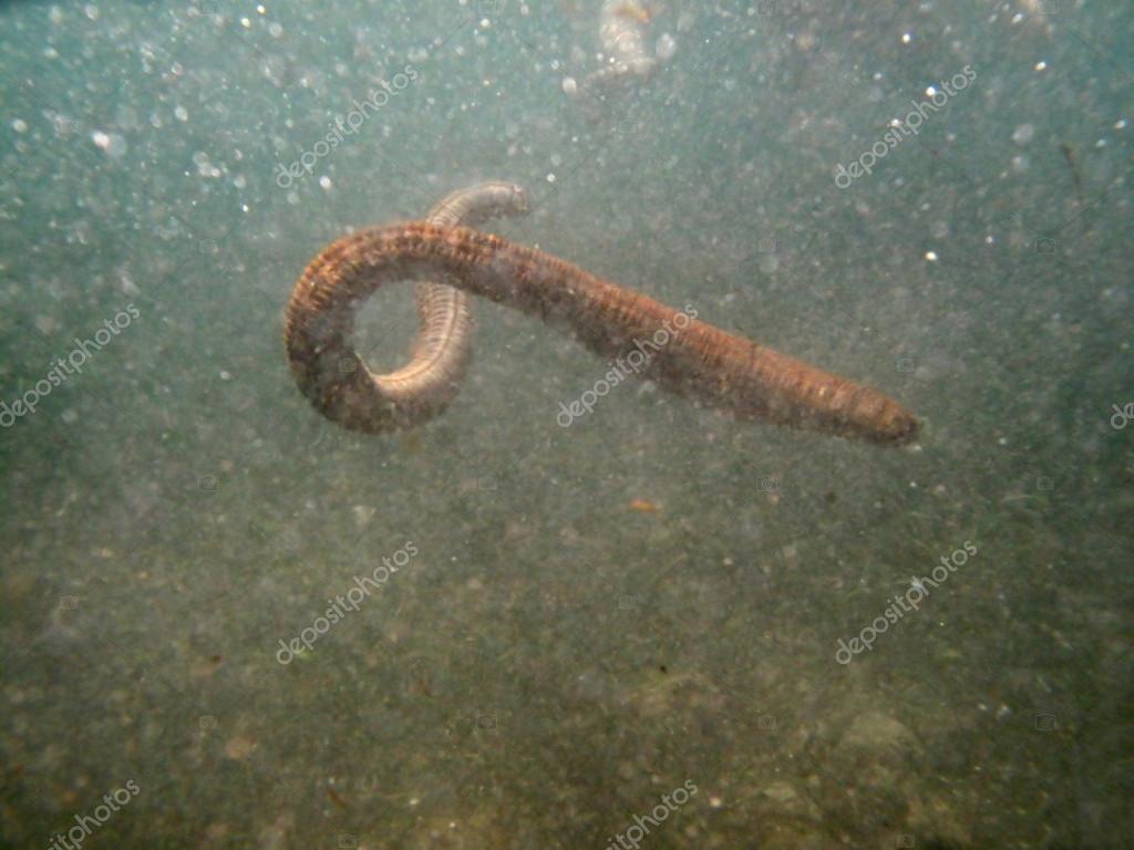 Gusano en mar turbio Océano Índico Maledivas: fotografía de stock ...